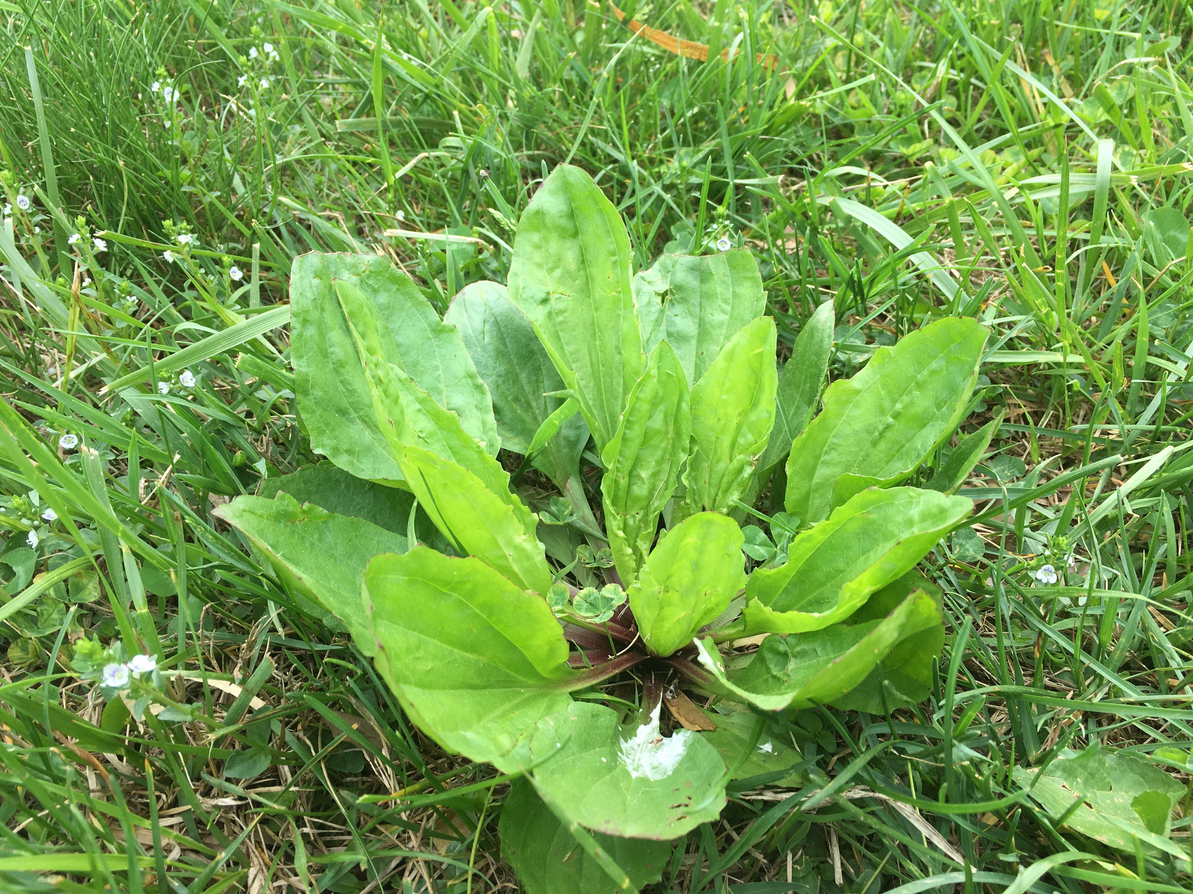 13 Common Lawn Weeds In Gainesville Haymarket And Warrenton Va And How A Weed Spraying Service